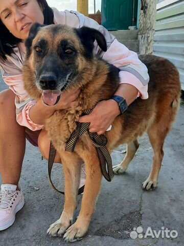 Собачка Дамочка в добрые руки