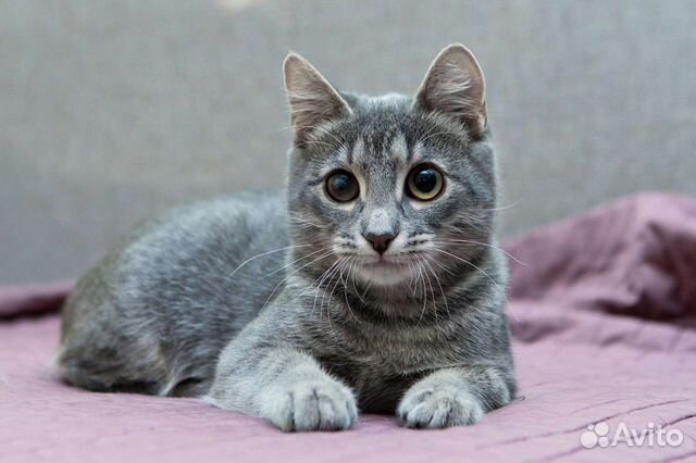 Серый котенок 6 мес, ищет дом