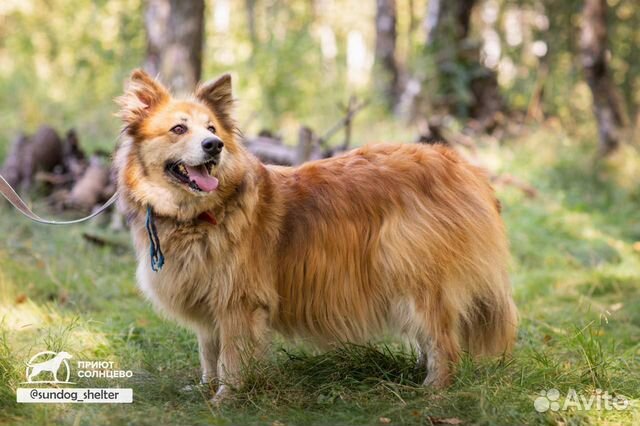 Хати - невероятная собака-коротколапик