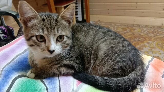 Полосатый котенок Кнопочка