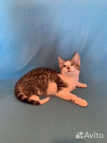 Котенок