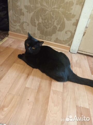 Отдам кота