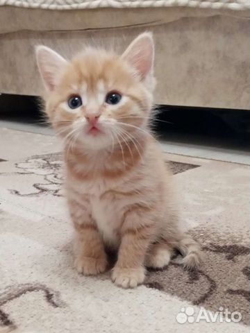 Котята в добрые руки бесплатно