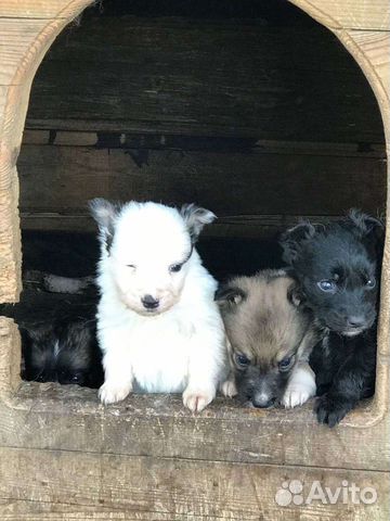 Замечательные щенки бесплатно