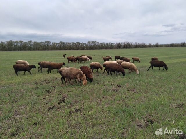 Продаются овцы