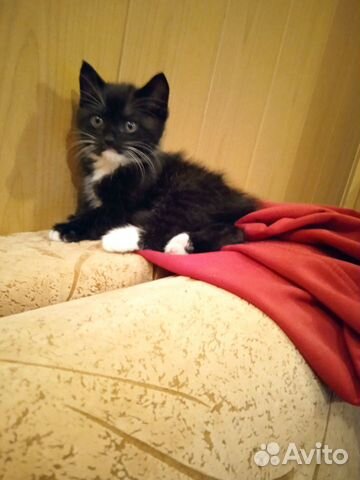 Кошечка лапочка в любящие руки