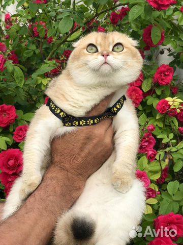 Скоттиш фолд