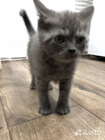 Продам шотландского котеночка
