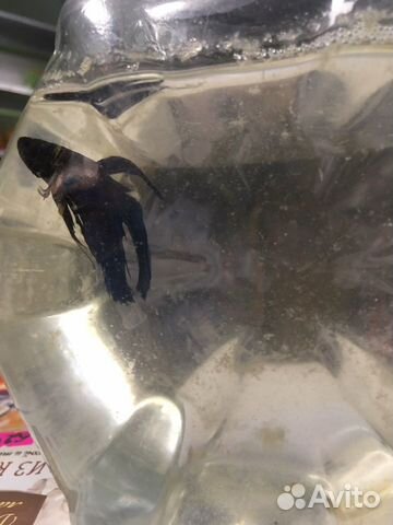 Рыбка Петушок