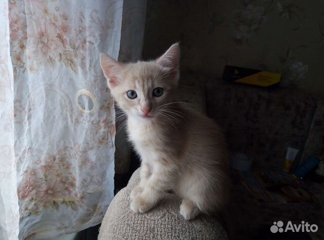 Полусибирская мурлыка