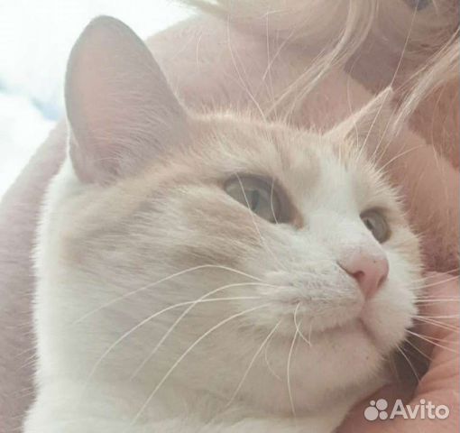 Кошечка Шила