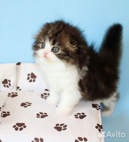 Шотландский красивенький котик