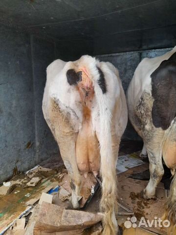 Продаю коровы