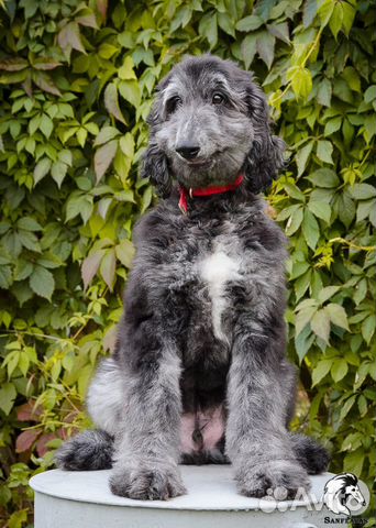 Щенок афганской борзой