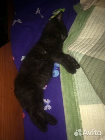 Кошечка