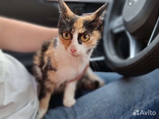Кошка Эллада привита,стерилизована. Привезём