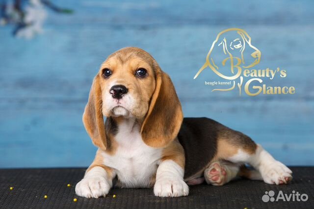 Бигль щенок РКФ