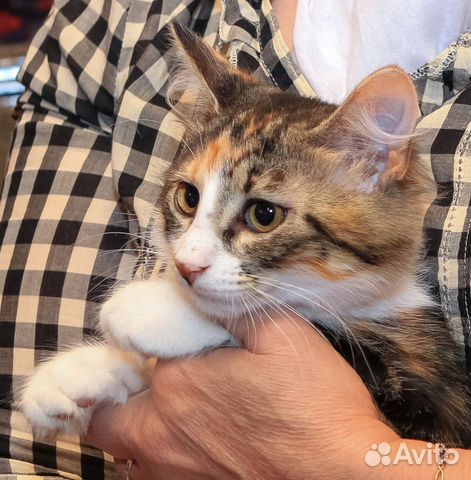 Котёнок девочка трёхцветная пушистая