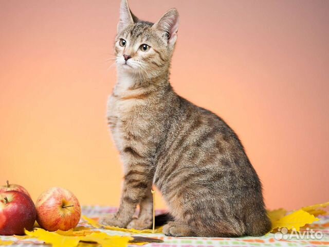 Изяшная кошечка 4х мес в дар