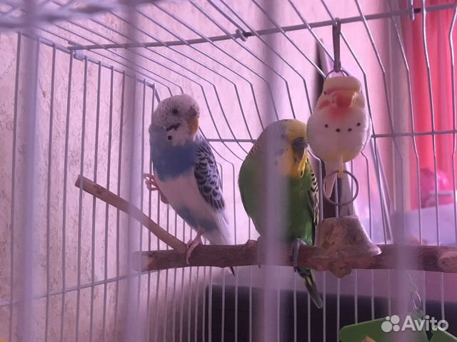 Отдаю попугаев в добрые руки