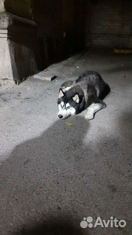 Сибирский хаски, бездомный, прибиля, в центре, доб