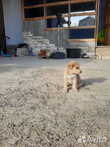 Помесь хаски и акита