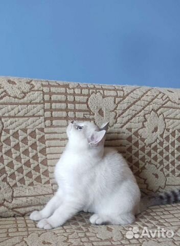 Кошки