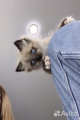 Котенок (читай описание)