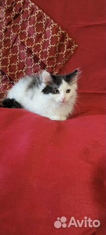Пушистый котенок 1.5 мес