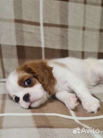 Милашки. Кавалер кинг чарльз спаниель РКФ