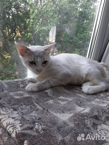 Кот