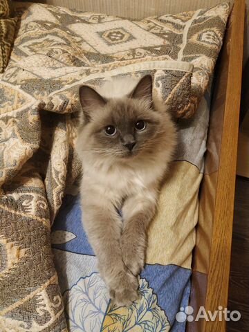 Королевская кошечка