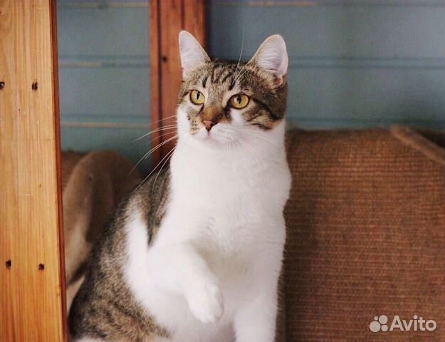 Молодой котик Тайгер ищет дом