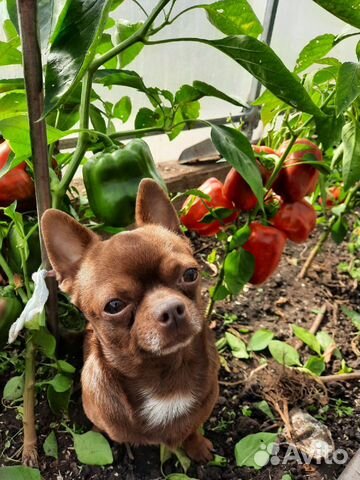 Вязка чихуахуа