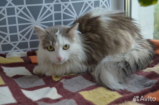 Кошка Анфиса 1 год