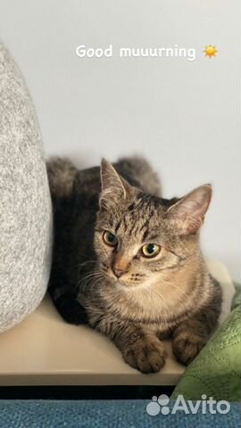 Котенок кошечка