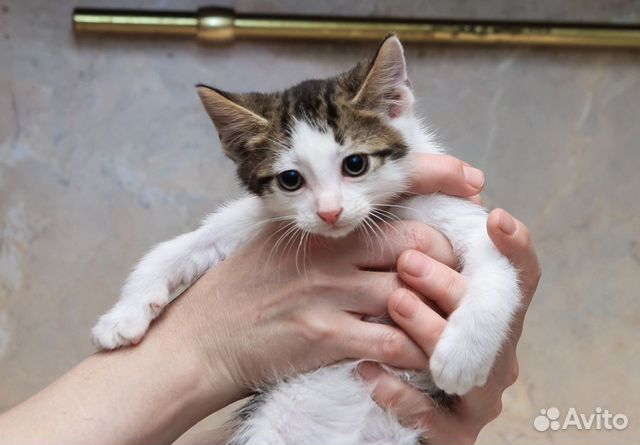 Тархун красивый и ласковый малыш в дар