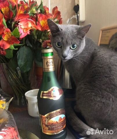 Кошечка Капа