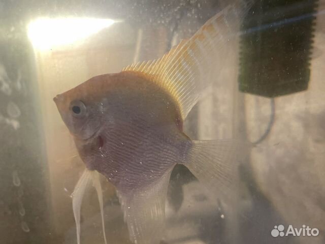 Отдаю 2 скалярий, 2 цихлид 1 сомика