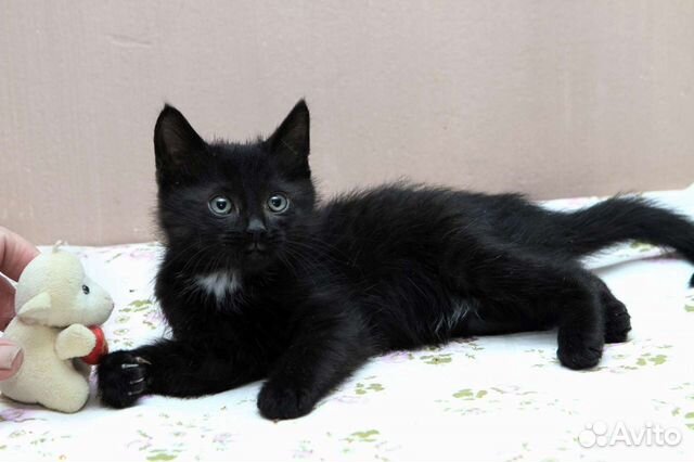 Котенок Блэк 2 мес