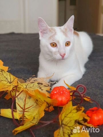 Котенок в дар 4,5 месяца мальчик Ван