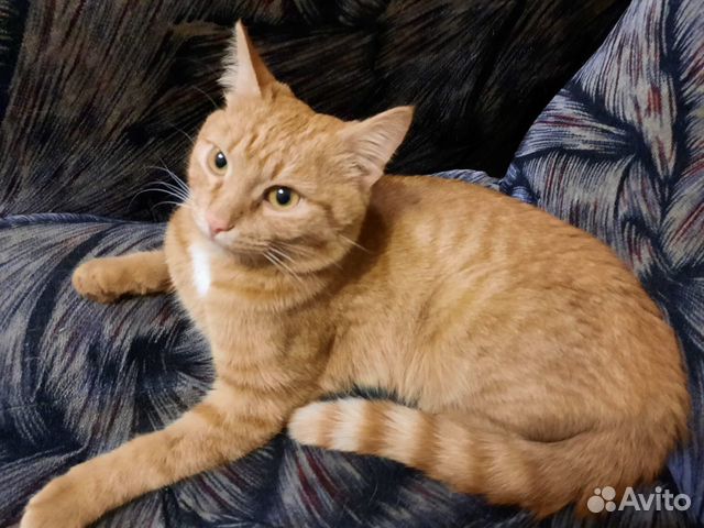 Кот бесплатно