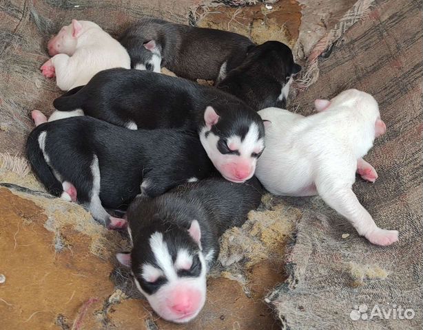 Щенки хаски