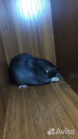 Декоративная крыса