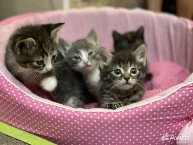 Котята в добрые руки приучены к лотку