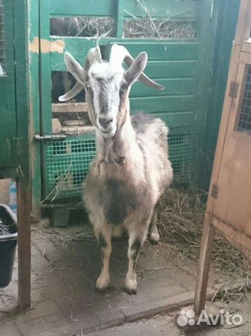 Козы альпийской породы