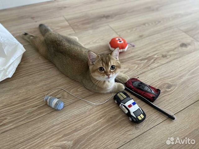 Котенок британец шиншилла золотистая