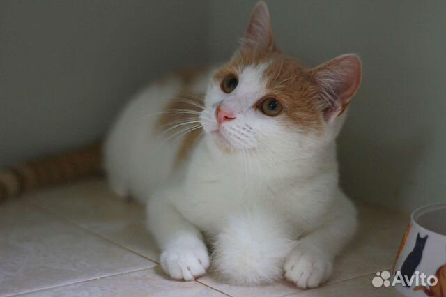 Лорик чудесный рыжий котенок подросток 6 мес