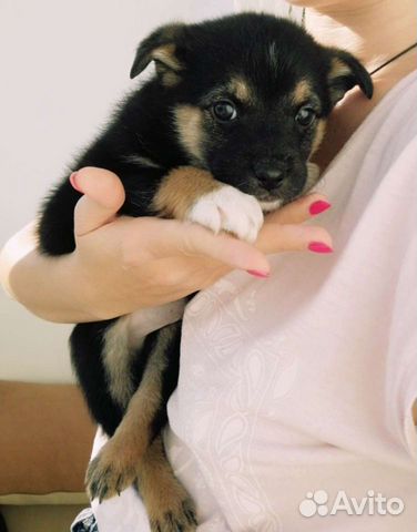 Кутенок мальчик от маленькой собаки