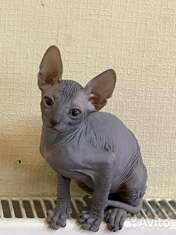 Донской сфинкс кот 1,5 месяца